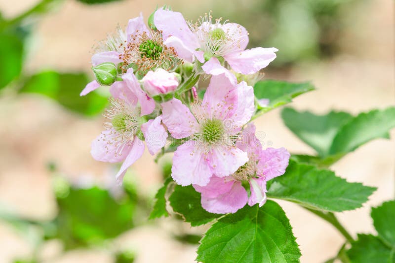Bunch of Blackberry or Raspberry Spring Blossom Stock Image - Image of ...