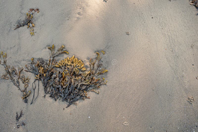 A Bunch of Bladderwrack Lying on the Shore Stock Image - Image of ...