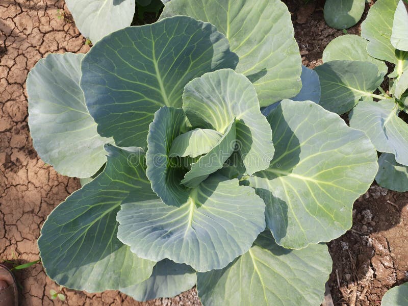 Bunch of blooming cabbage stock image. Image of tree - 212057977