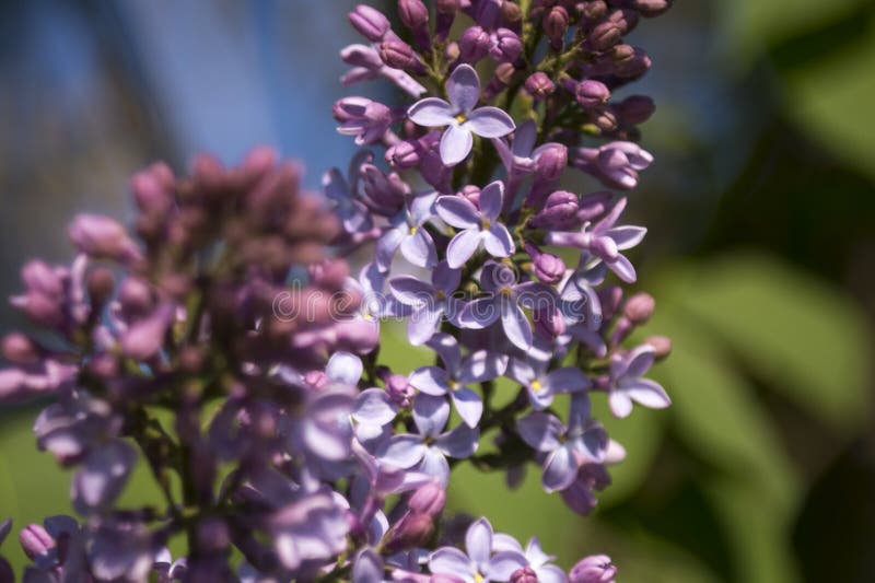 A Bunch of Blooming Lilacs in Early Spring in May Stock Photo - Image ...