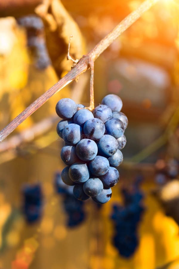 Bunch of Blue Grape in the Garden Stock Image - Image of luscious ...