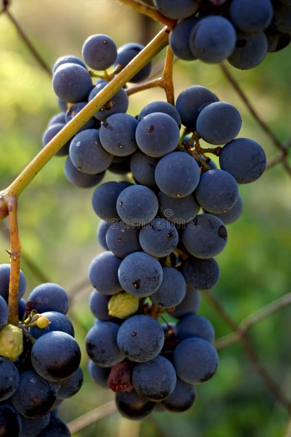 A Bunch of Blue Grape Varieties `Vinchik` on a Branch Stock Image ...