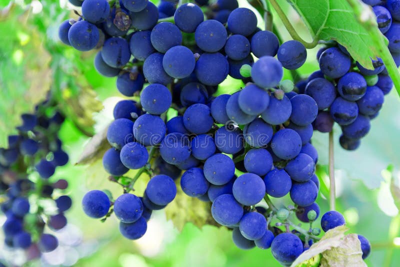Bunch of blue grapes stock photo. Image of farm, nature - 33648682