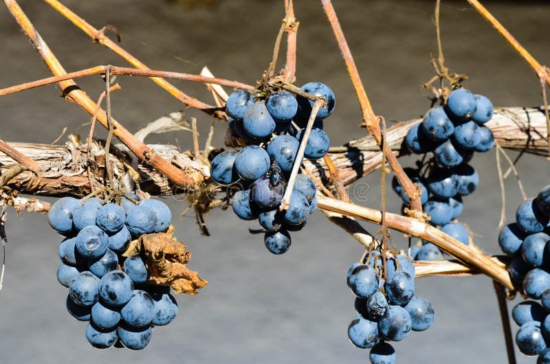 Bunch Blue Withered Grapes Stock Photos - Free & Royalty-Free Stock ...