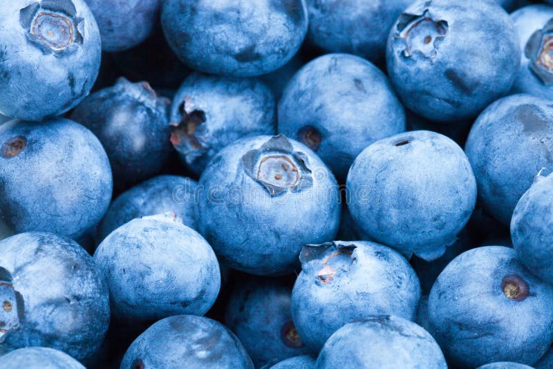 Bunch of Fresh Blueberries - Close Up Studio Shot. Filtered Image ...