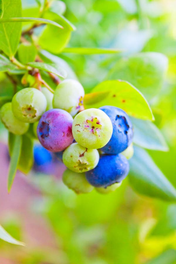 Bunch of blueberries stock photo. Image of green, agriculture - 76502648