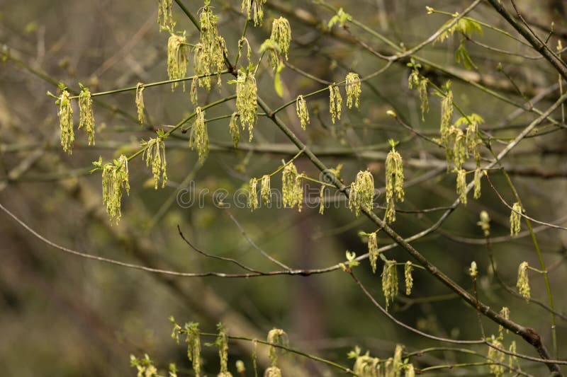 Boxelder Maple Deciduous Tree with Male Flower Clusters in the Spring ...