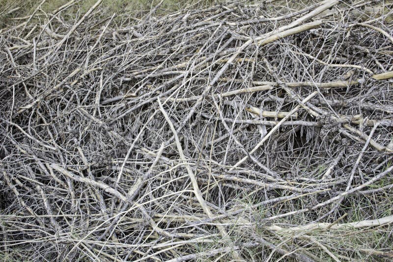Bunch of branches stock photo. Image of light, branch - 50512040