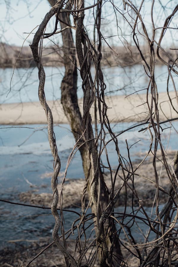 A Bunch of Branches Growing Tangled Together Stock Image - Image of ...