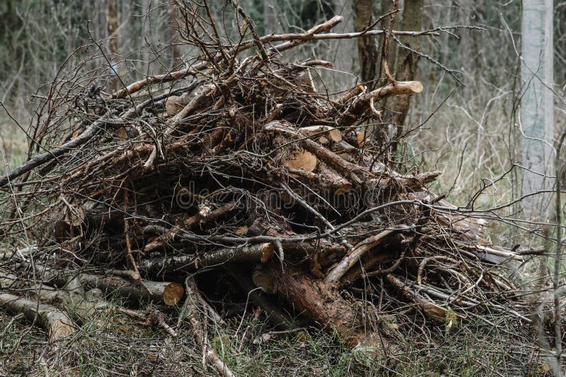 .a Bunch of Branches Lies on the Ground in the Forest Stock Image ...