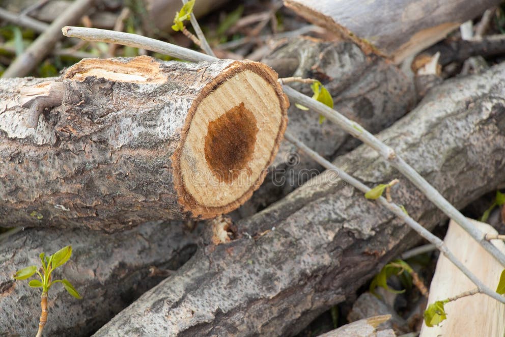 A Bunch of Branches after Pruning a Poplar Tree in Spring Lie on the ...