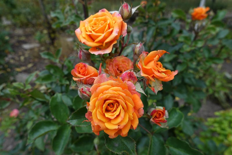 Bunch of Bright Orange Flowers of Garden Roses Stock Image - Image of ...