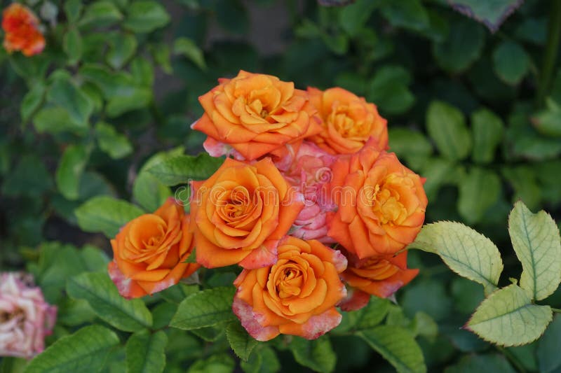Bunch of Bright Orange Flowers of Rose in September Stock Image - Image ...