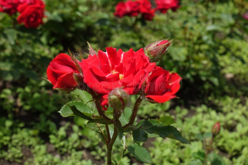 Bunch of Red Flowers of Rose Stock Photo - Image of branch, blossoming ...