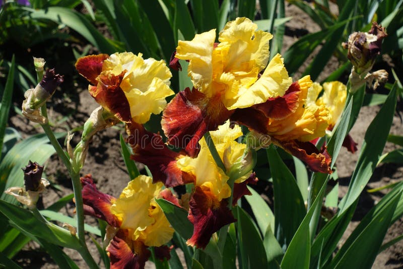 Bunch of Red and Yellow Flowers of Bearded Iris Stock Image - Image of ...