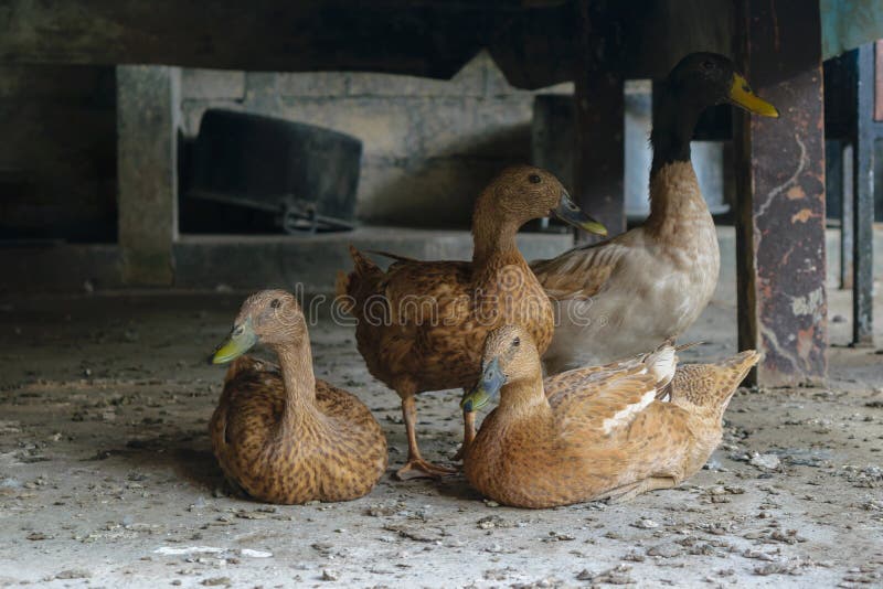 Hiding Under Table Stock Photos - Download 354 Royalty Free Photos