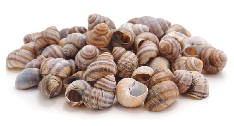 Two brown shells stock image. Image of collect, shells - 798145