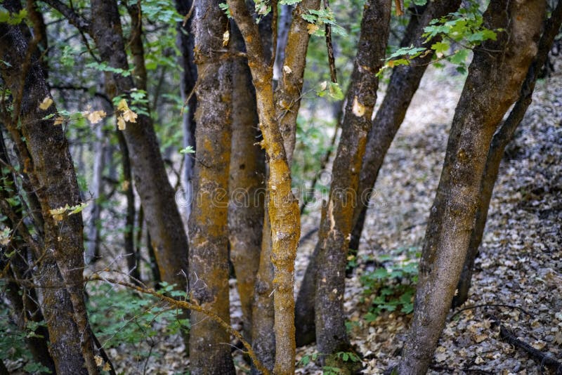 Bunch of Brown Tree Trunks in a Forest Stock Photo - Image of texture ...