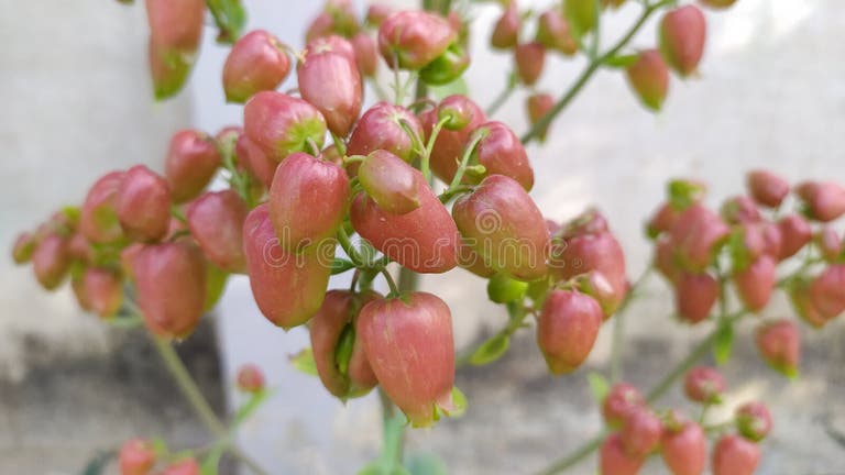 138 Bunch Bryophyllum Flower Stock Photos - Free & Royalty-Free Stock ...