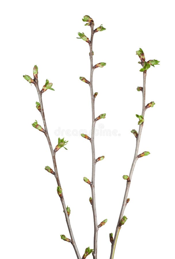 Bunch of Budding Cherry Twigs Stock Photo - Image of growing, bloom ...