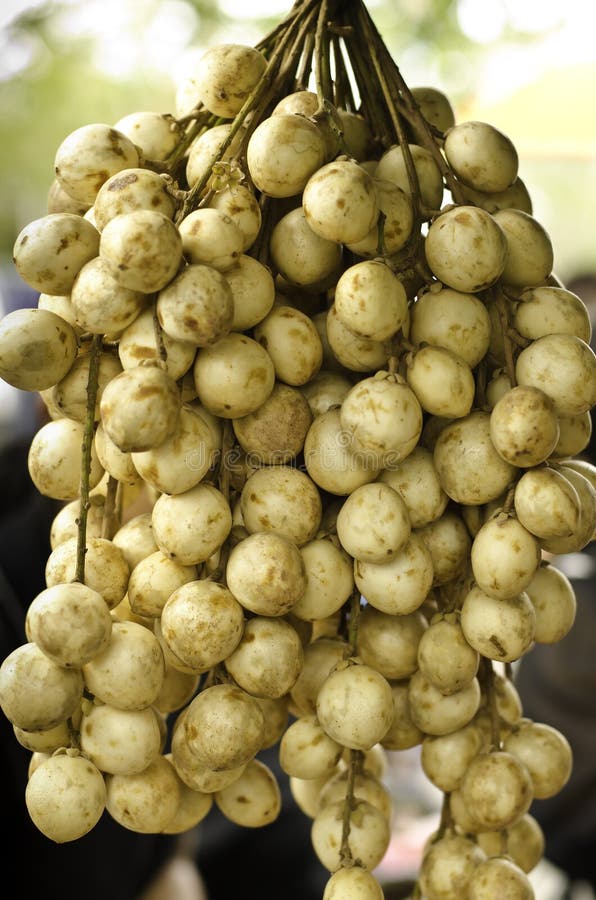 Bunch of Burmese grape stock image. Image of leaf, garden - 31242351