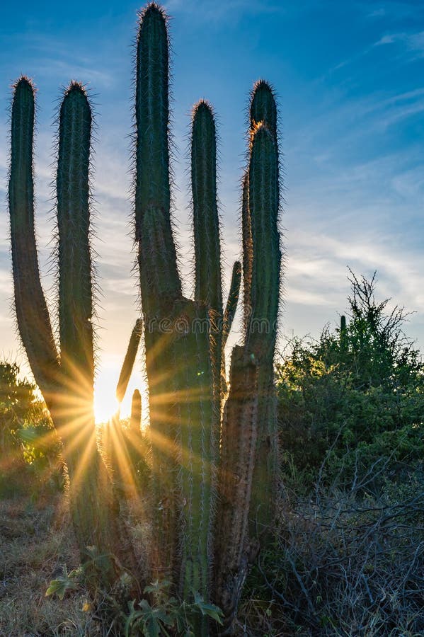 A Bunch of Cacti with a Sun Shining on Them Stock Photo - Image of ...