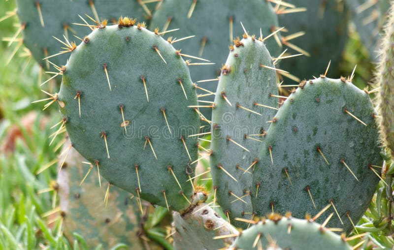 A Bunch of Cactus Plants with Spines and Green Leaves Stock Photo ...