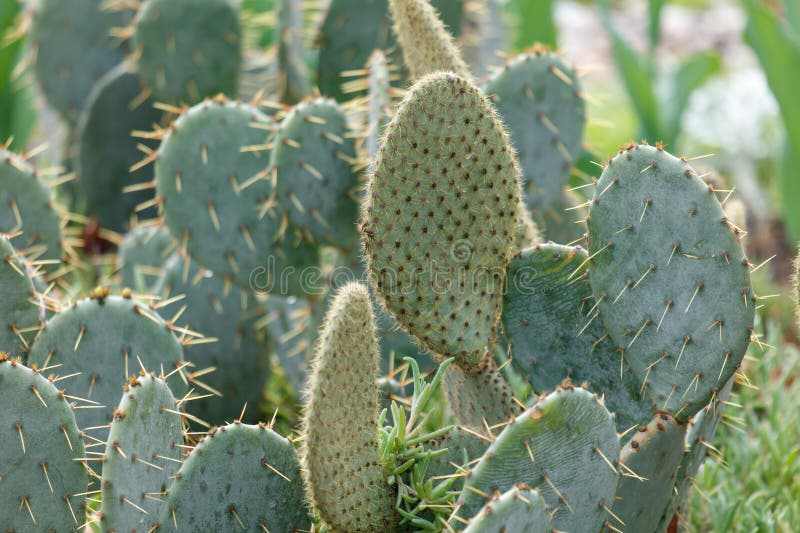 A Bunch of Cactus Plants with Spines and Green Leaves Stock Image ...