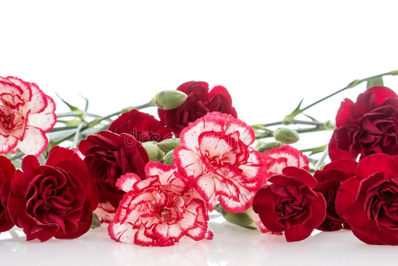 Bunch of carnations stock image. Image of clove, carnation - 17876527