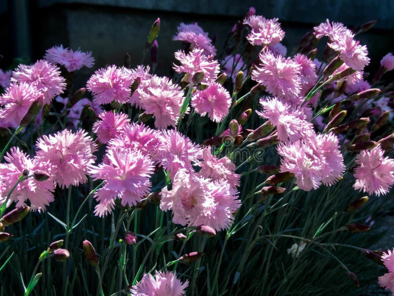 Bunch of carnations stock image. Image of green, natural - 147528379