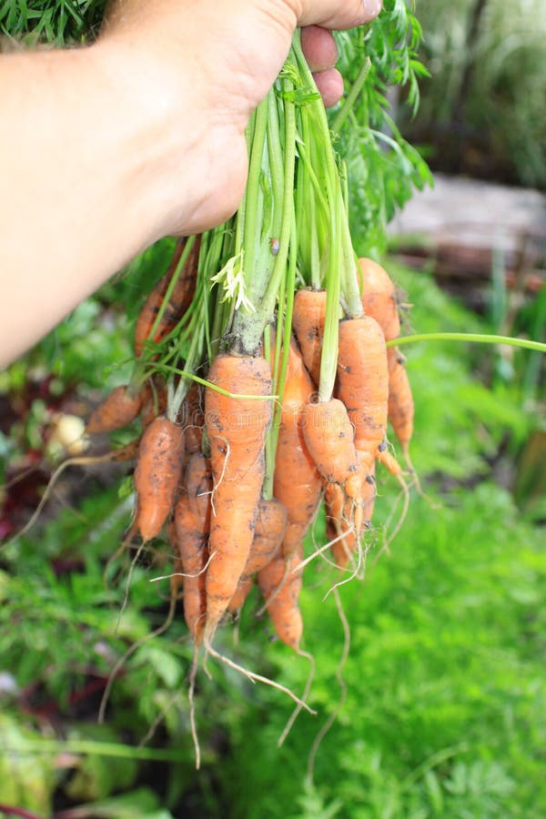 Bunch of Carrots stock image. Image of orange, domestic - 10035121