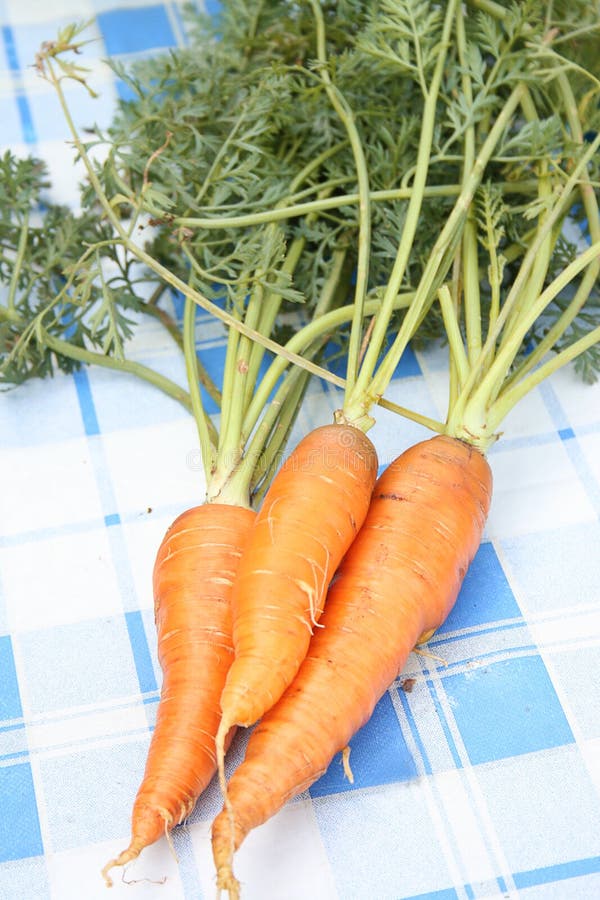 A bunch of carrots stock photo. Image of bunch, fresh - 12488734