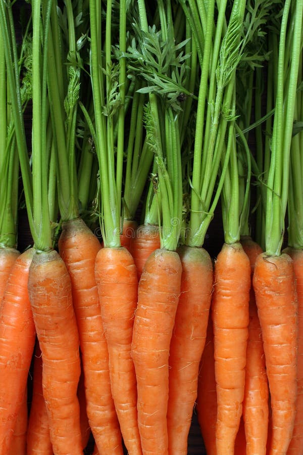 Bunch of carrots stock image. Image of nature, natural - 19709789
