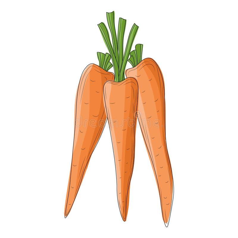 Cartoon Bunch Carrots Stock Illustrations – 166 Cartoon Bunch Carrots ...
