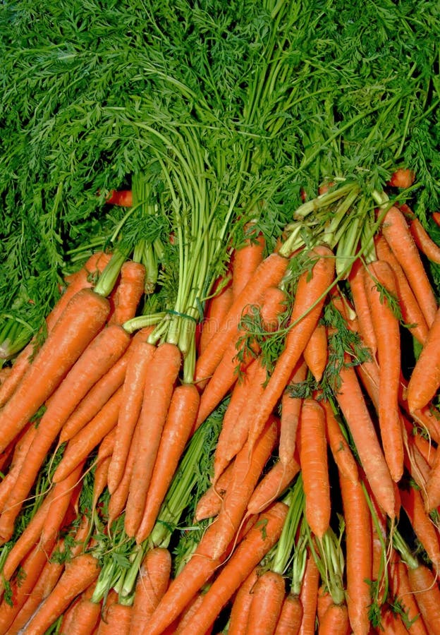 Bunch of carrots stock photo. Image of nutrition, vegetables - 170920804