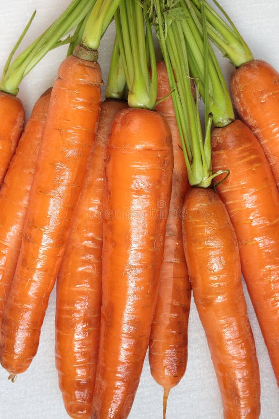 Bunch of carrots stock photo. Image of ripe, vegetable - 60128130