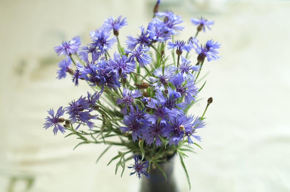 Bunch of centaurea flowers stock image. Image of macro - 12248765