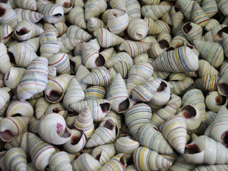 Cerith shells stock image. Image of seafood, aquatic - 113810097