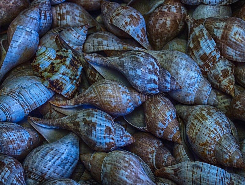Bunch of cerith shells stock image. Image of pattern - 252054489