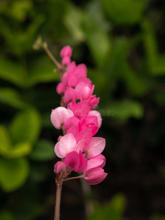 Bunch of Chain of Love Flowers Stacking Stock Image - Image of chain ...