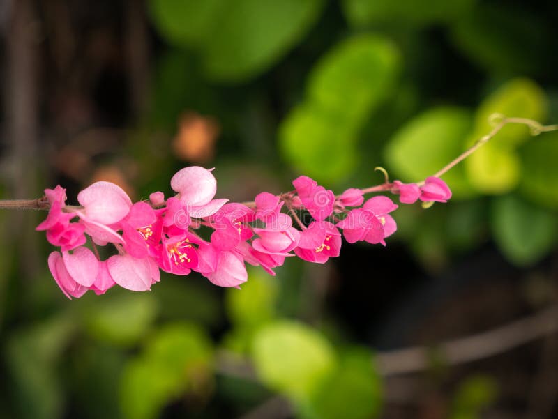 Bunch of Chain of Love Flowers Stacking Stock Photo - Image of coral ...