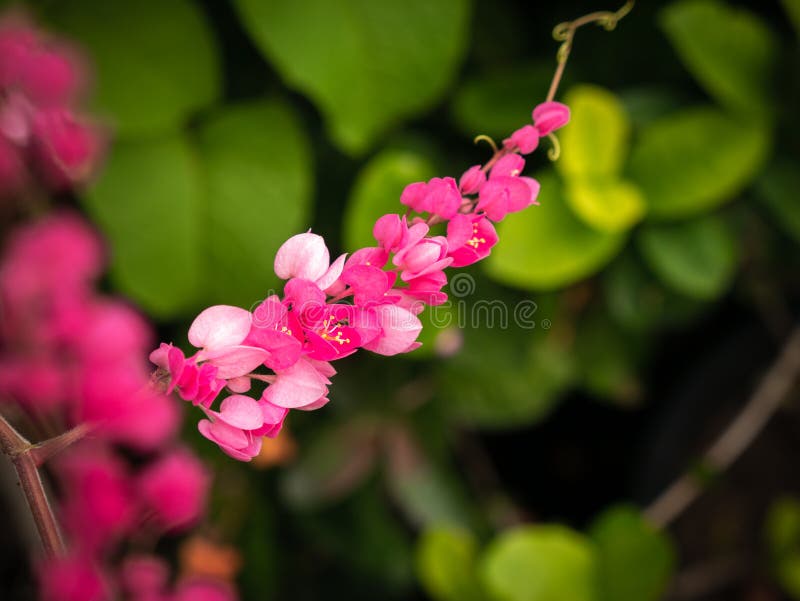 Bunch of Chain of Love Flowers Stacking Stock Photo - Image of coral ...
