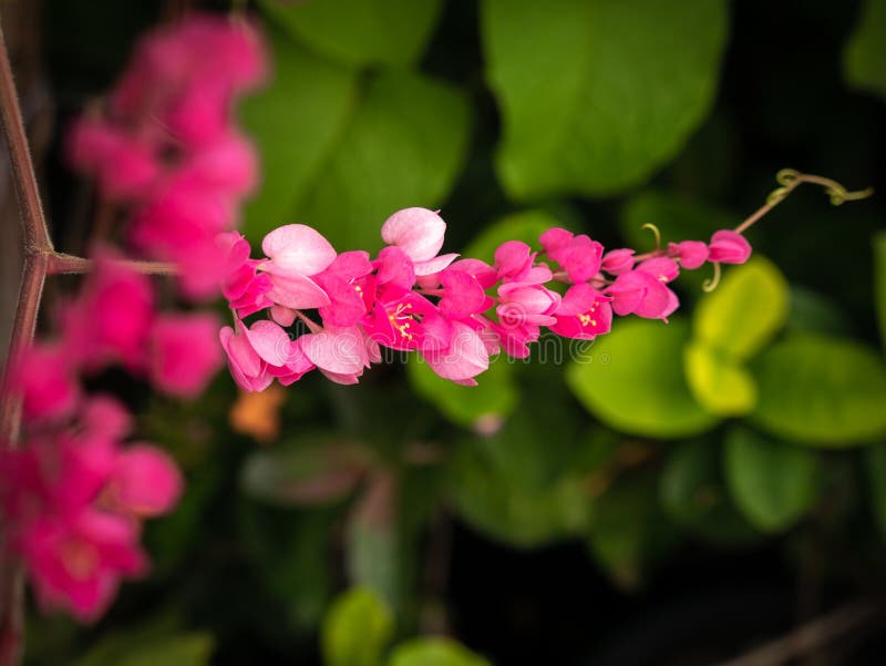 Bunch of Chain of Love Flowers Stacking Stock Photo - Image of blooming ...