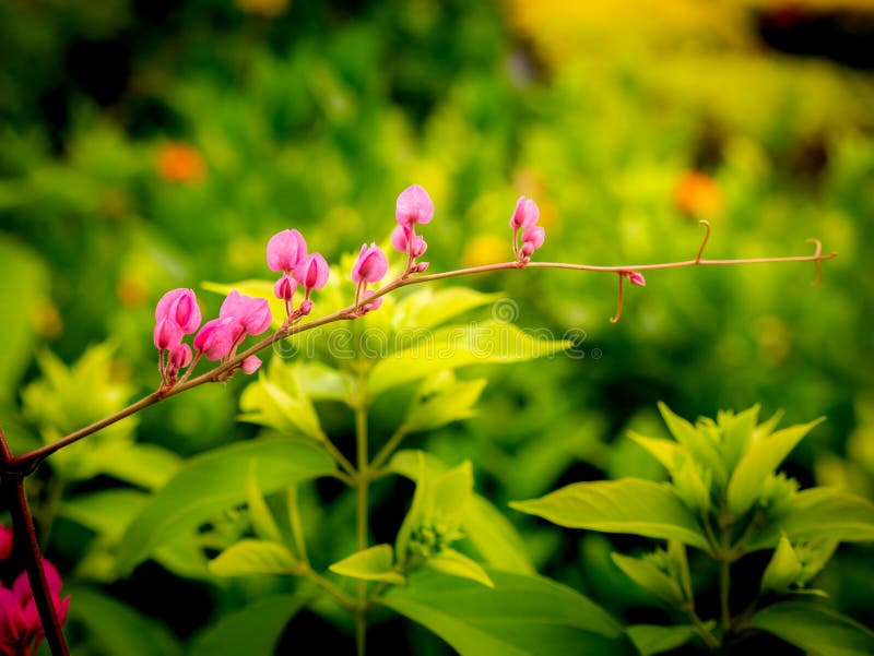 Bunch of Chain of Love Flowers Stacking Stock Photo - Image of ...