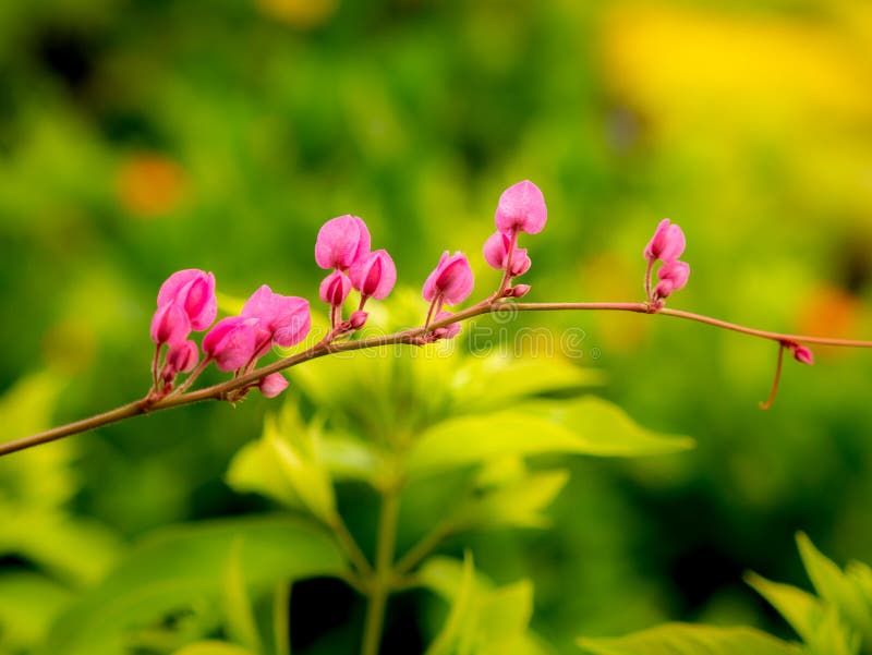 Bunch of Chain of Love Flowers Stacking Stock Image - Image of gourmet ...