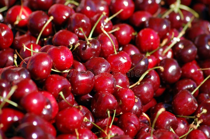 A bunch of cherries stock image. Image of cherry, fruits - 20342261