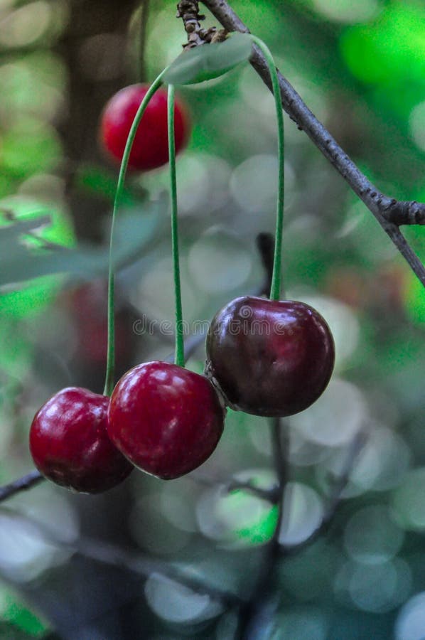 A bunch of cherries stock image. Image of cherry, fruits - 20342261