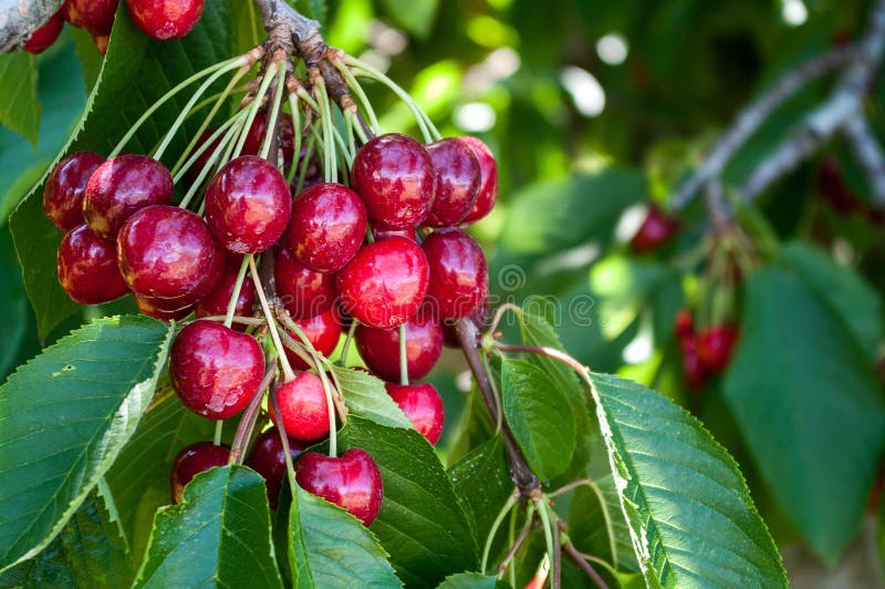 A bunch of cherries stock image. Image of cherry, fruits - 20342261