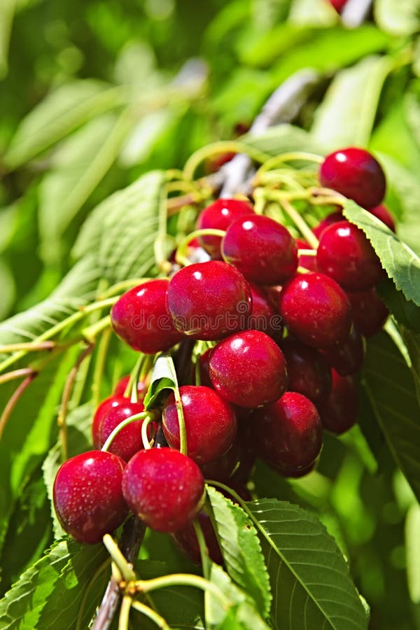 Cherries on a tree stock photo. Image of sour, tastful, taste - 13646