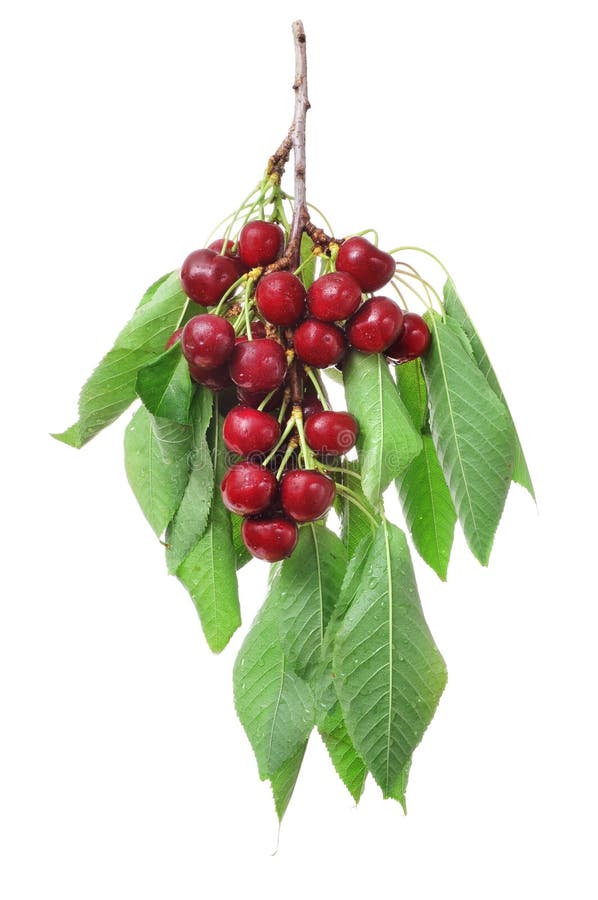 A bunch of cherries stock image. Image of cherry, fruits - 20342261